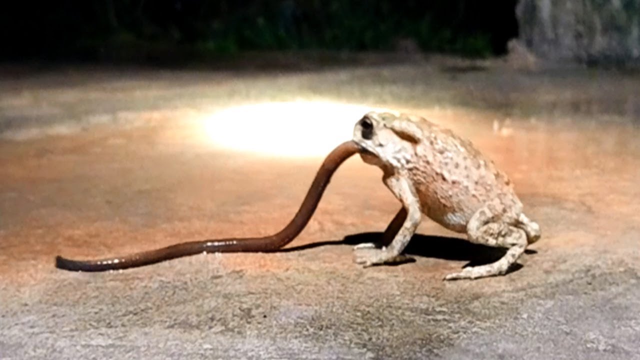 frog catching a large eel - YouTube