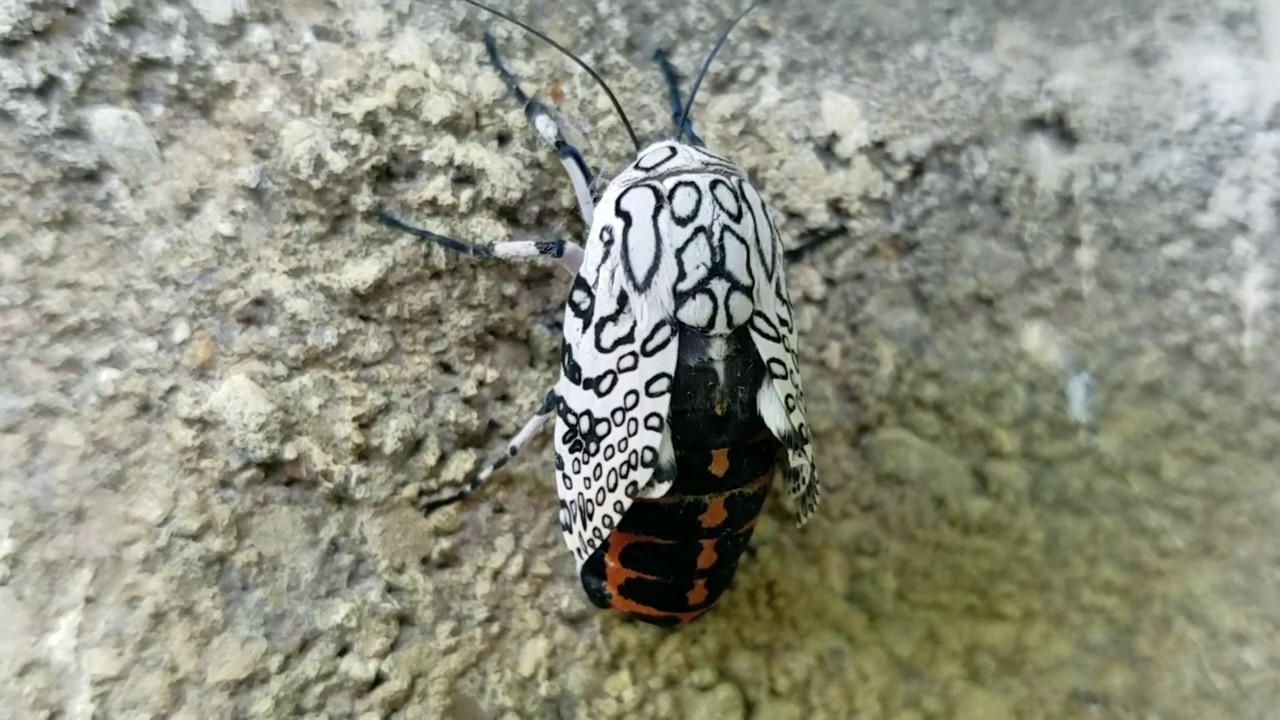 Newly Eclosed Giant Leopard Moth on House - YouTube