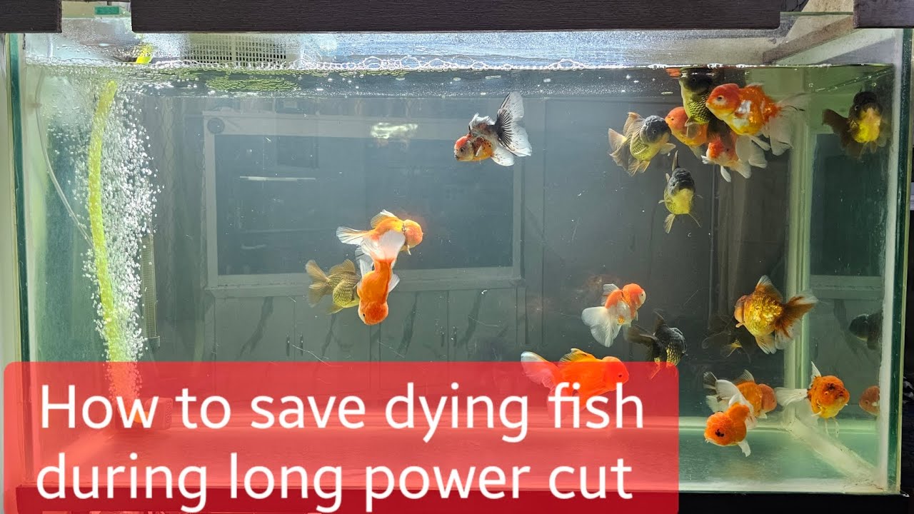 How to save fish during long power cut |why air pump is used in ...