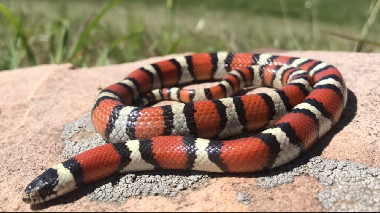 STUNNING MILKSNAKES + 10 More Snakes!!! - YouTube