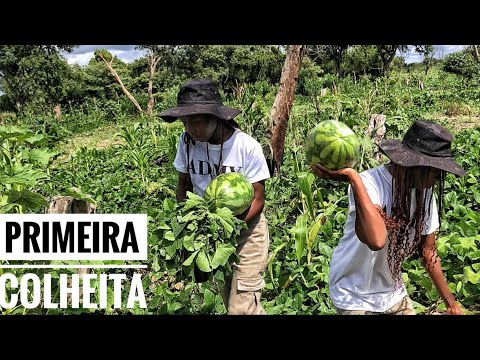 PRIMEIRA COLHEITA NA NOSSA MACHAMBA _ muita melancia - YouTube