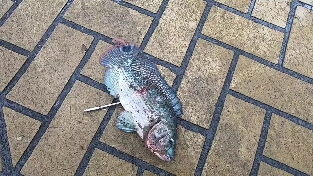 fishing at taiwan - YouTube