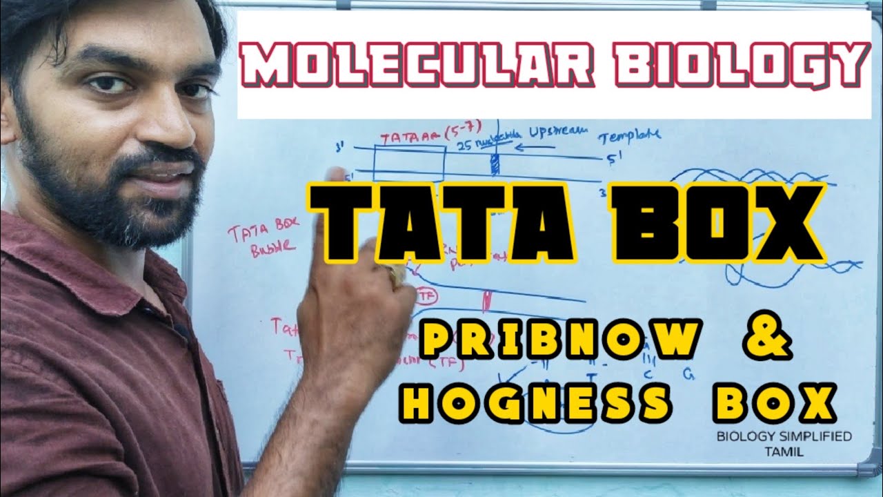 TATA Box | Molecular Biology - YouTube