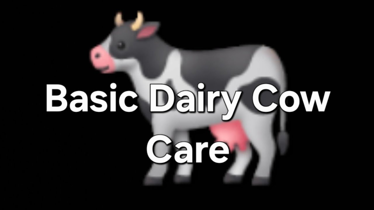 Basic Dairy Cow Care - YouTube