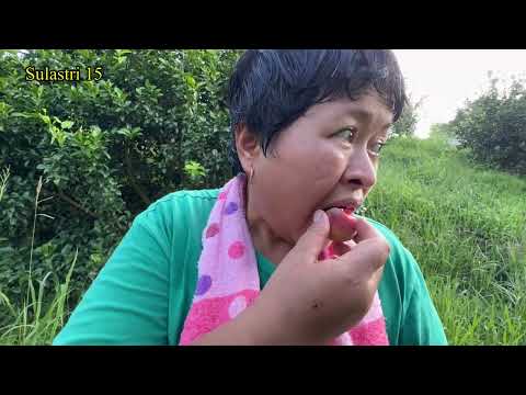Kegunung lagi panen cabe satan ‼️ Sulastri 15 sampe ngos” an. Tkw Taiwan.