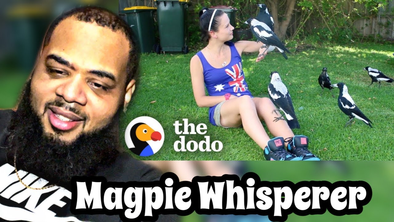 AMERICAN REACTS to Australia's "Magpie Whisperer" 🇦🇺 - YouTube