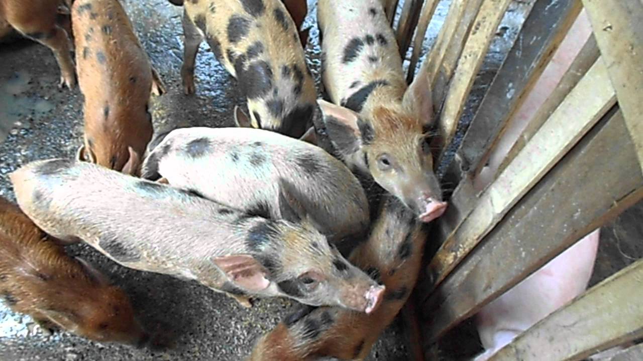 native pigs vs hybred pigs - YouTube