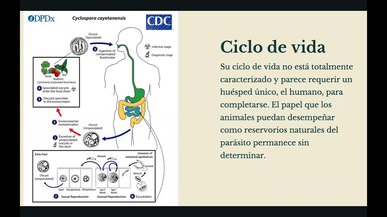 Cyclospora cayetanensis - YouTube