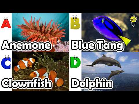 ABC phonics animals | ABC Sea Animals song | English and Animals for Kids | Alphabet Kid Song | Baby