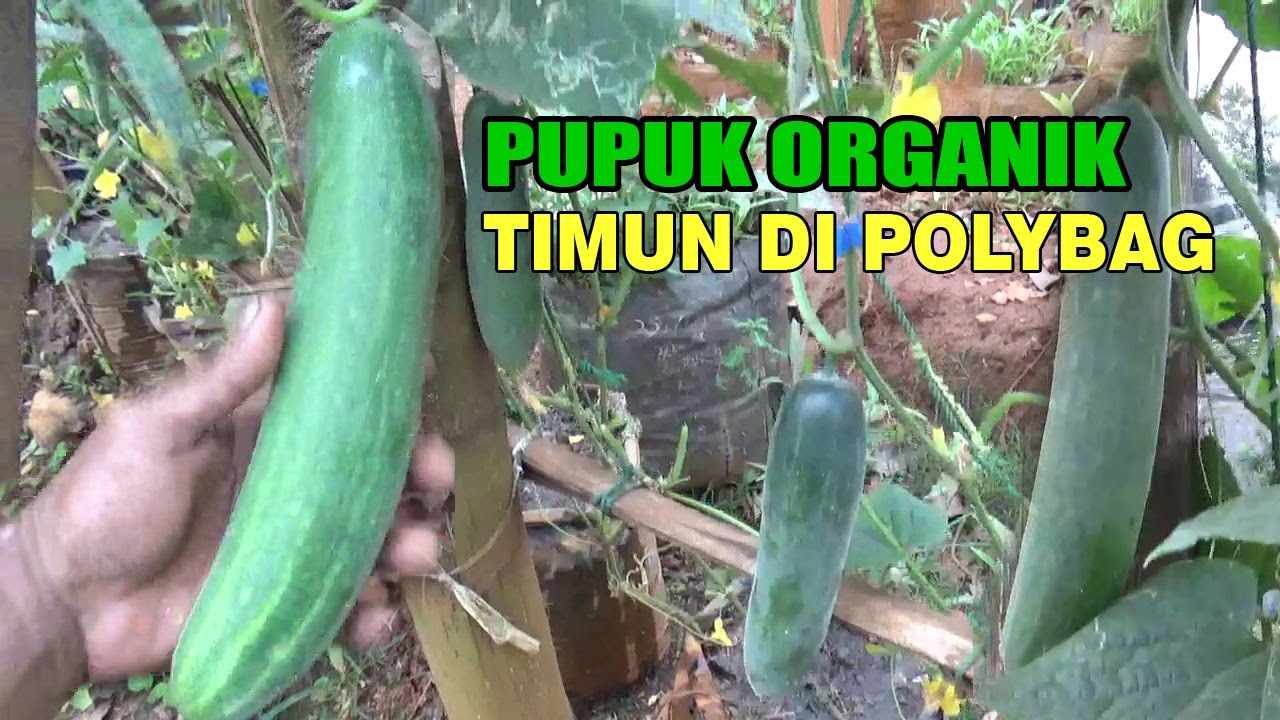 Bahan Pupuk Organik TIMUN Polybag Untuk Cegah Rontok Bunga/ Buah Serta ...