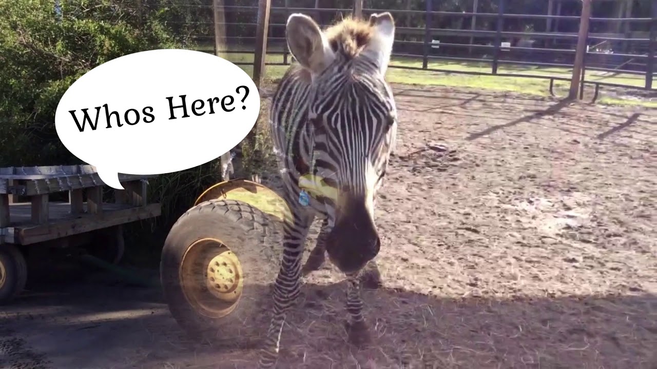 Rufus the kangaroo and Tigger the zonkey!! - YouTube