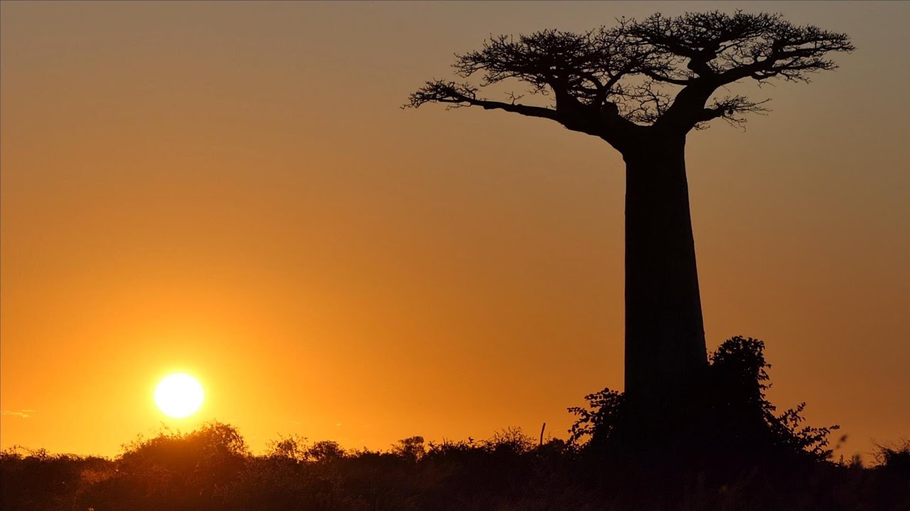 Madagascar part 4 - YouTube