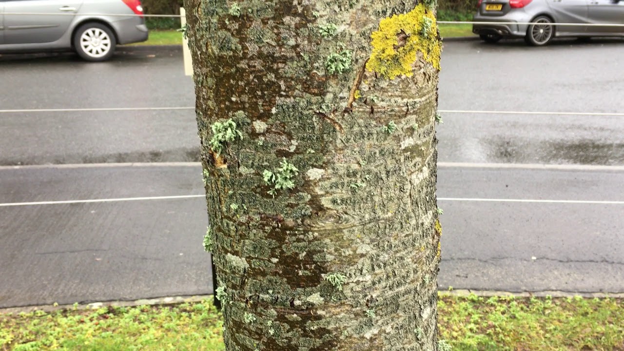 Wild service tree (Sorbus torminalis) - trunk close up - March 2018 ...