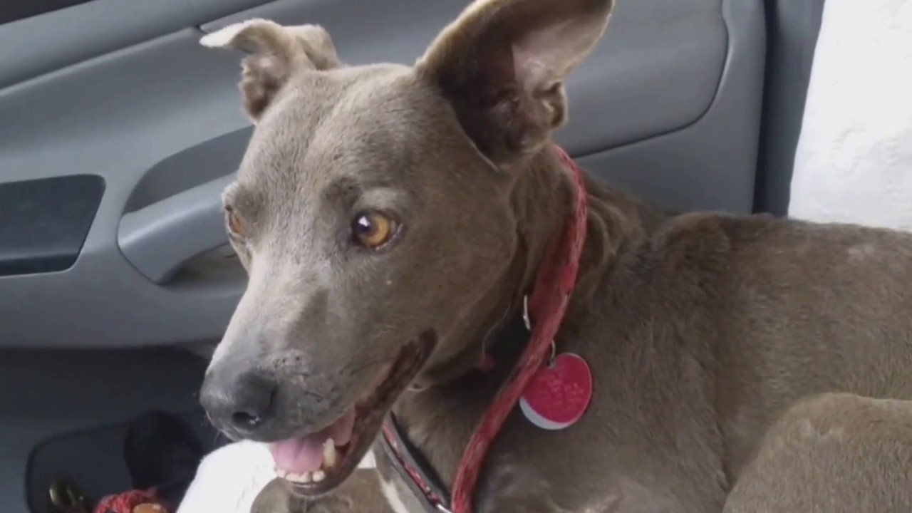 ADOPTED! Dusty a Texas Blue Lacy - YouTube