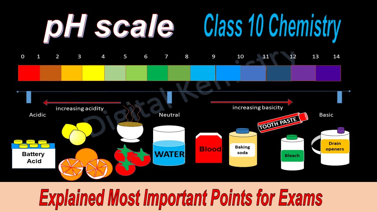 Class 10 Chemistry pH Scale | ph scale Acids and Bases | Chapter Acid ...