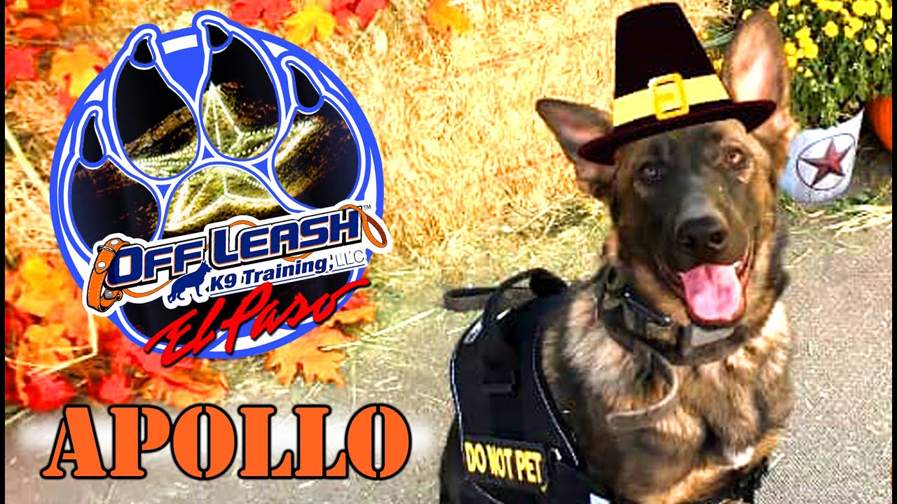 5mo German Shepherd, Apollo - Best Dog Trainer - El Paso, TX - YouTube