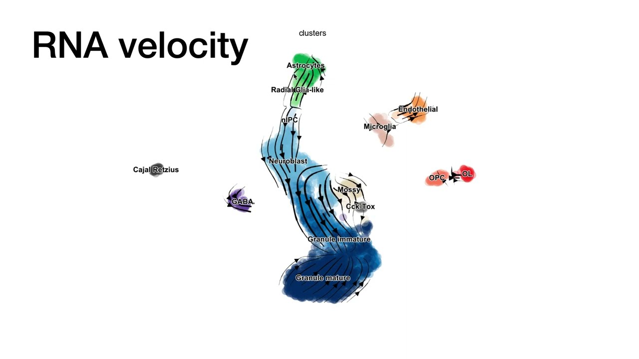 7th scanpy session - RNA velocity - YouTube