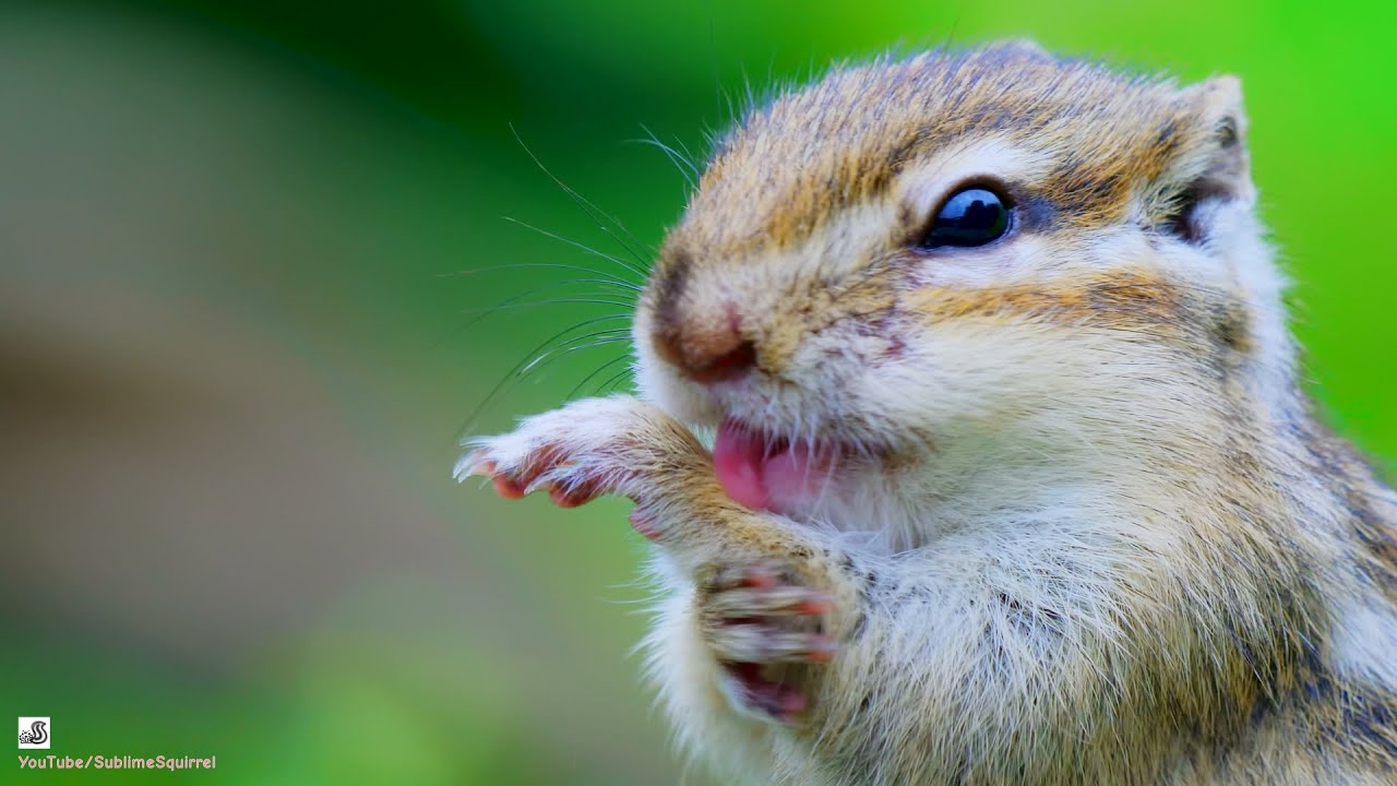 Crazy Chipmunk!👅🐿️🐾 ️‍🔥💃ノリノリしまちゃん - YouTube