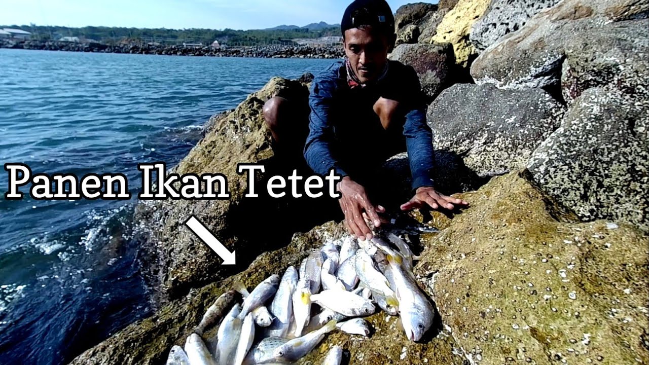 Panen Ikan Tetet / Ikan Gulama Hasil Mancing Pinggiran Pantai Berbatu ...