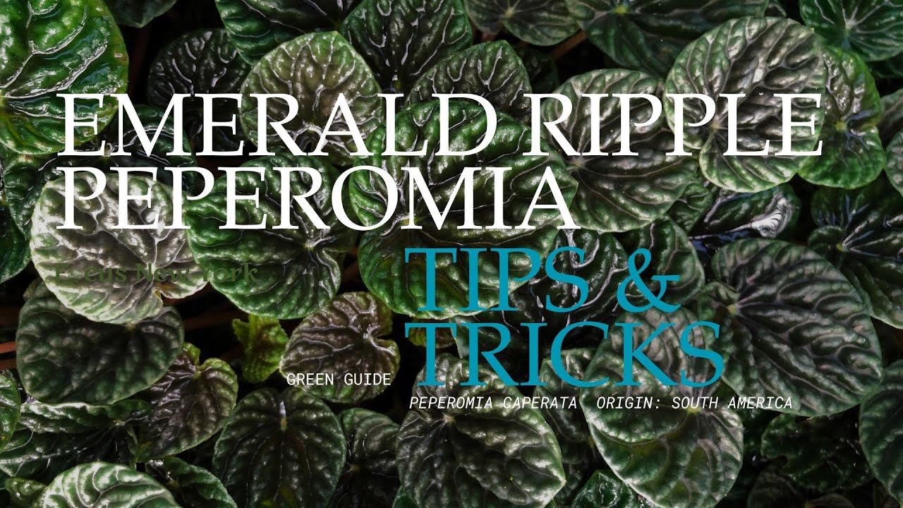 Emerald Ripple Peperomia Growth Tips by Focus New York! - YouTube