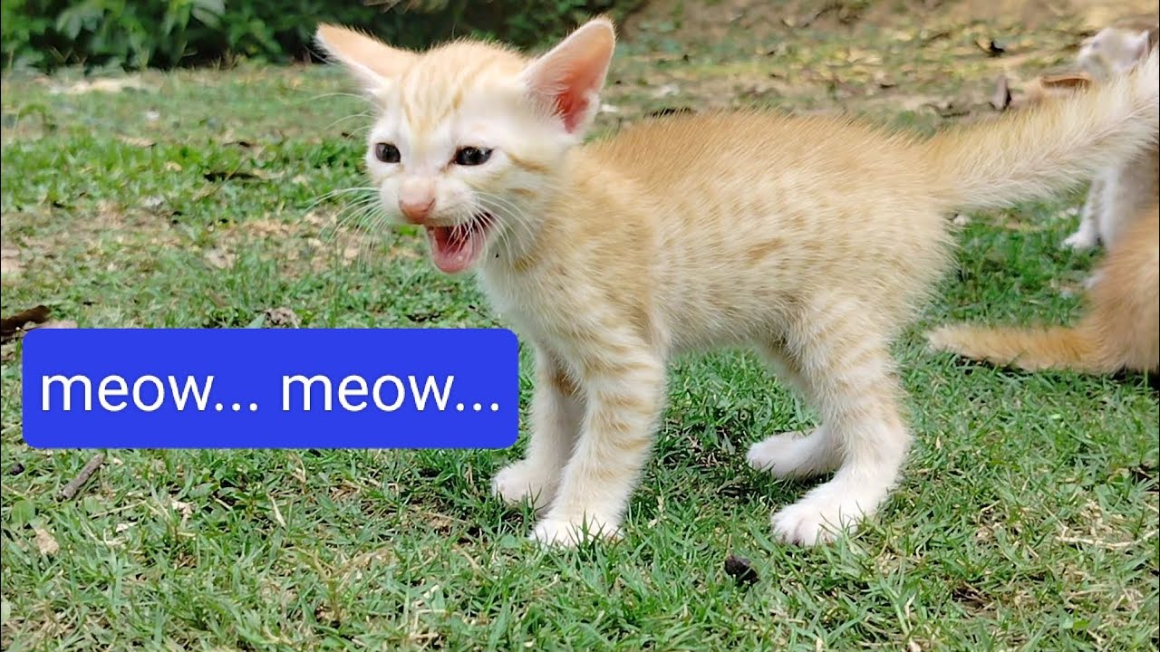 Meowing kittens😺😺 ৷ Funny kittens 😻😻 ৷ Meow...Meow ৷ Kittens Daily Life ...