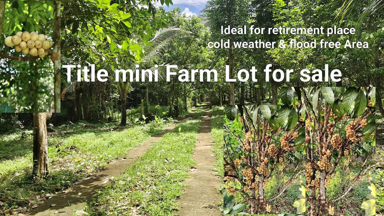 #Vlog365 Mini FARM LOT TITLE FOR SALE in LAGUNA AREA 🌳🍒🍏🍎 - YouTube