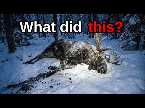 Scientists Finally Found What's Killing Moose in Ontario — And It Shouldn't Be Possible