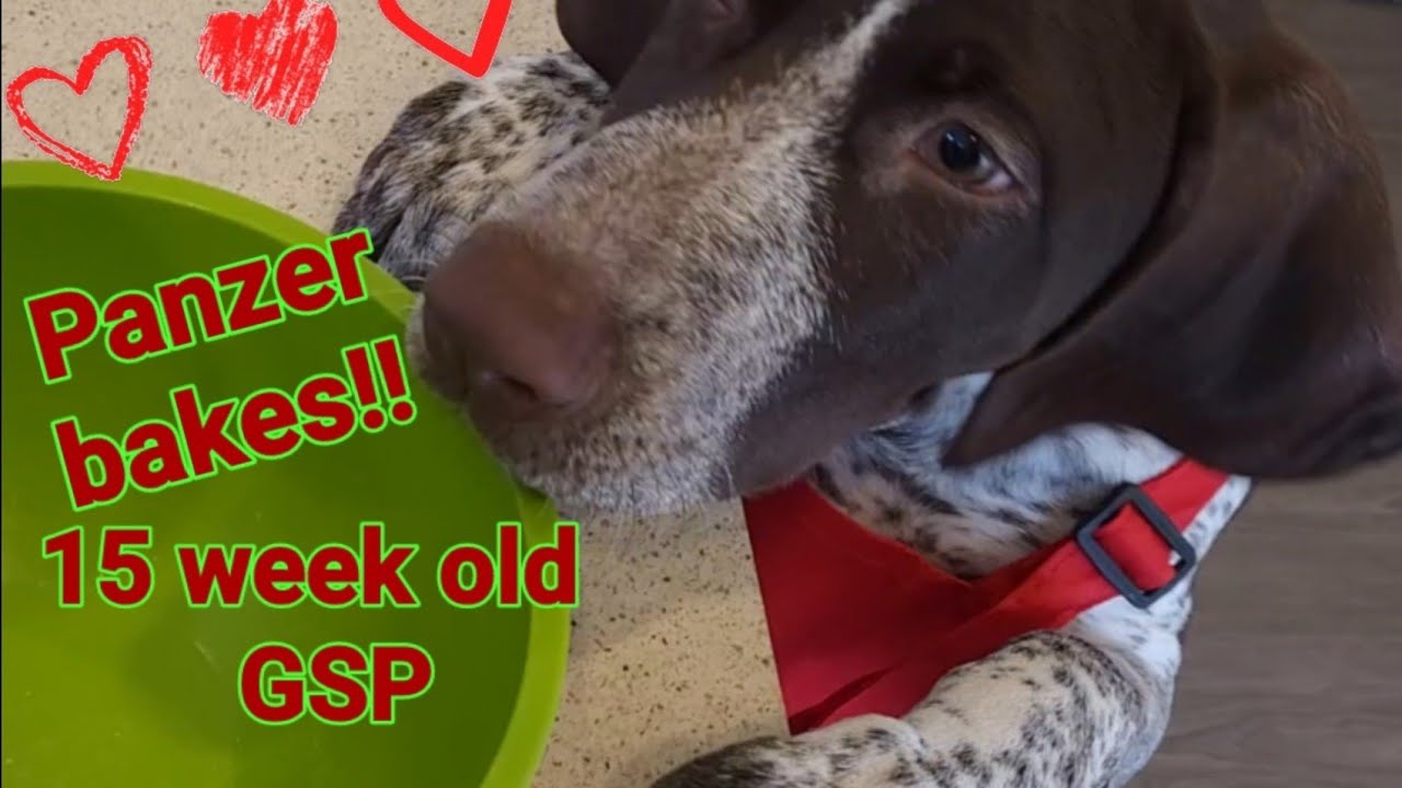 GSP puppy Panzer week 15 + first Valentines Day - YouTube