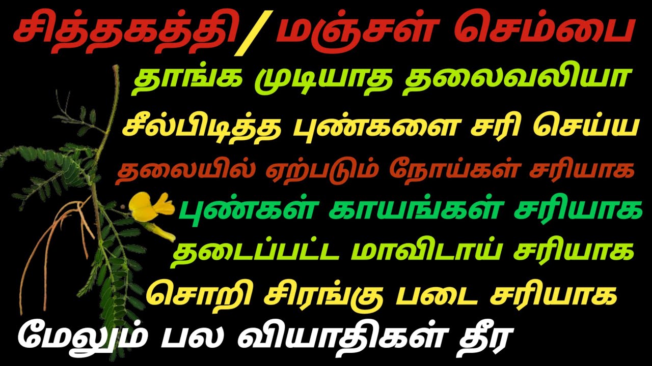 செம்பை/மஞ்சள் செம்பை/சித்தகத்தி/ சித்தகத்தி மஞ்சள் செம்பை/sithagathi ...