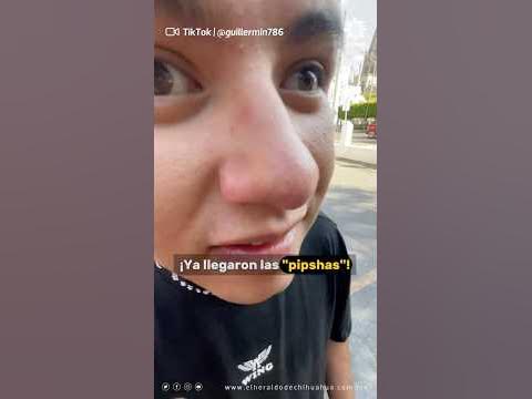 ¡Ya llegaron las pipshas! Aquí te decimos de dónde salió la frase viral en TikTok #curiosidades ...