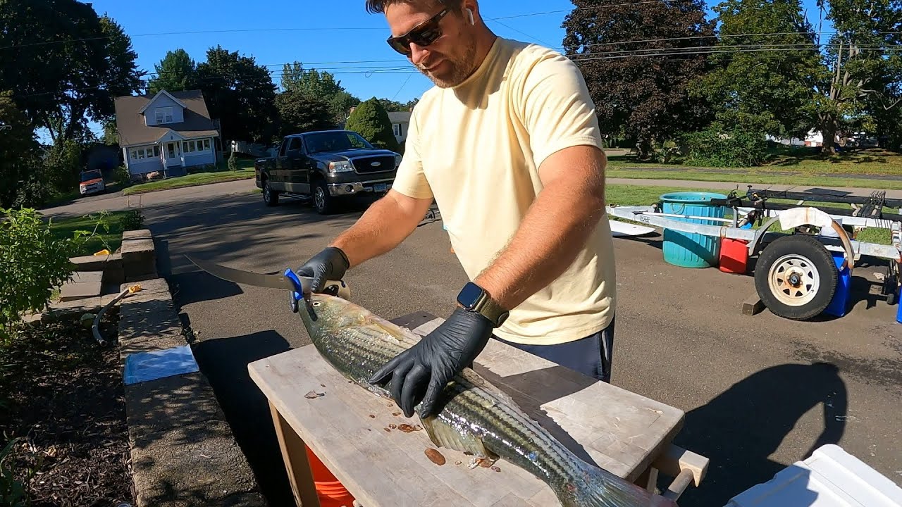 How to fillet a Striped Bass - YouTube