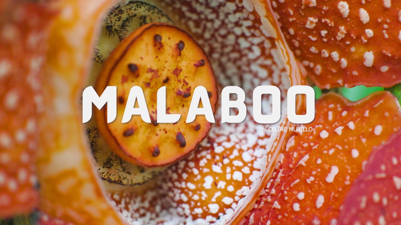 #LikasWika: Malaboo ni Celine Murillo | Forest Foundation Philippines ...