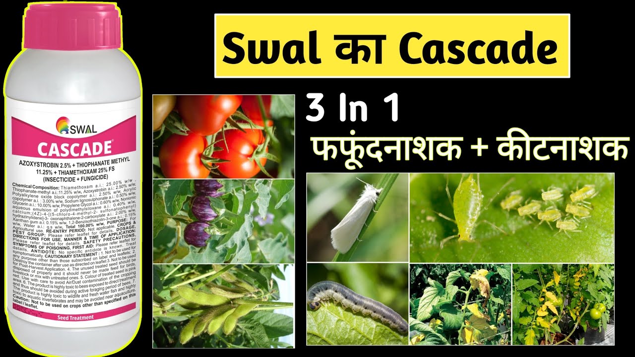 Swal cascade fungicide + insecticide | बुवाई से पहले सभी बीमारियां खत्म ...