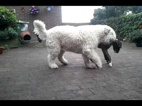 bouvier vs billy the puppy boxer - YouTube
