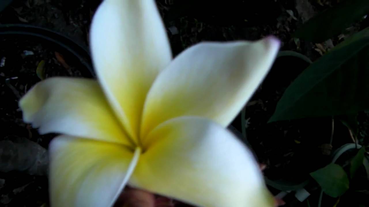 Moragne First Bloom -A Plumeria blossoming in our Garden in Huntington ...