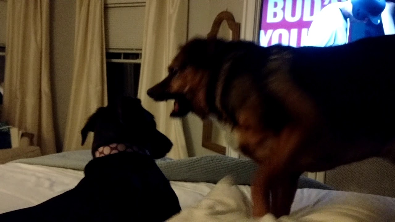 Coco & Bailey - YouTube