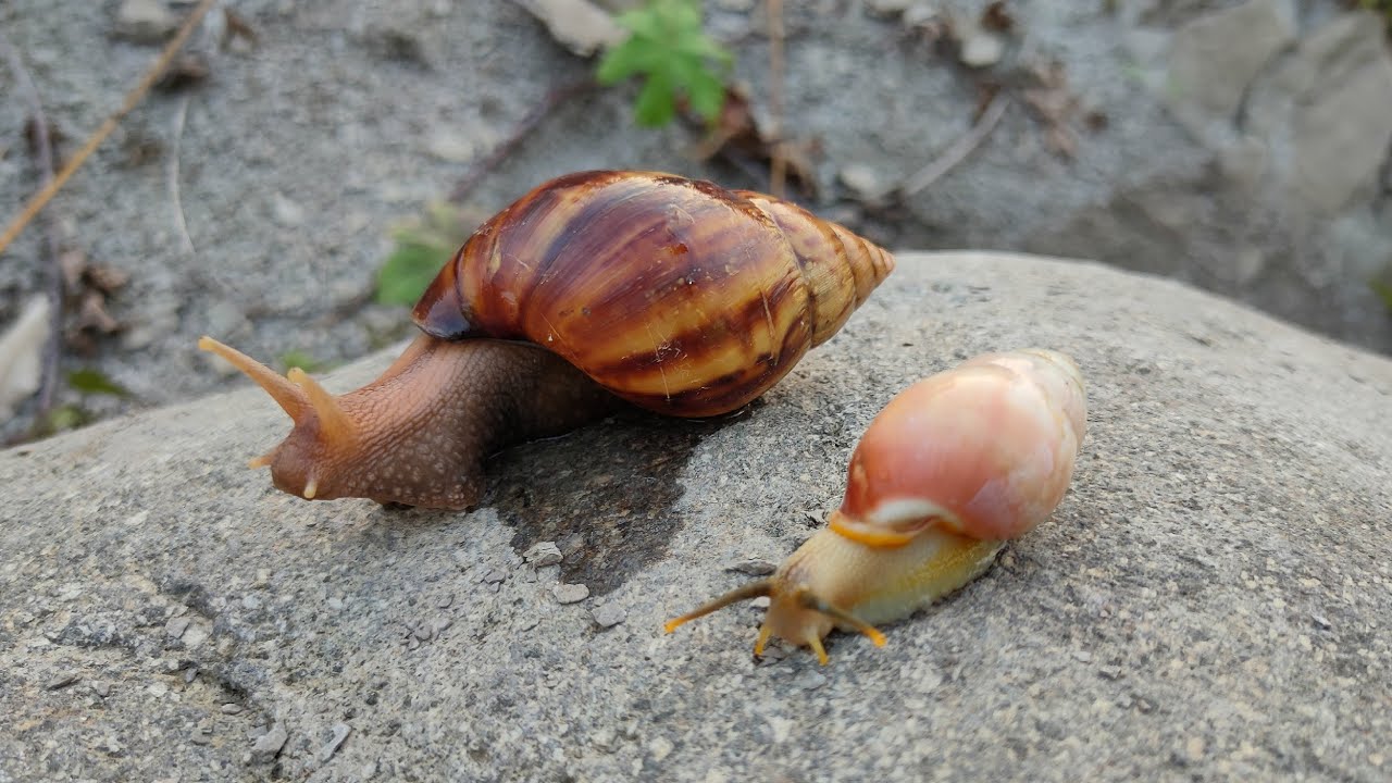 Hunting Snail, Siput Pelangi, Hermit crabs, Kaki Seribu, Crab and ...
