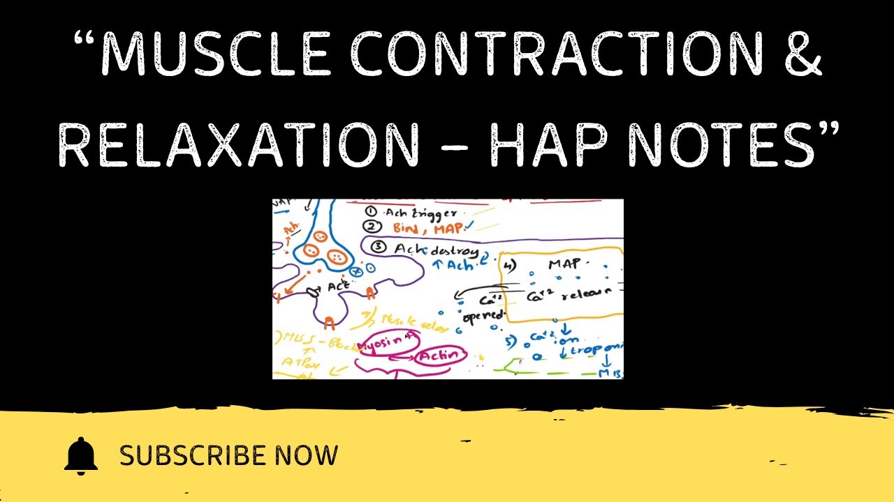 Muscle Contraction and Relaxation Explained | HAP-1 | Easy Notes ...
