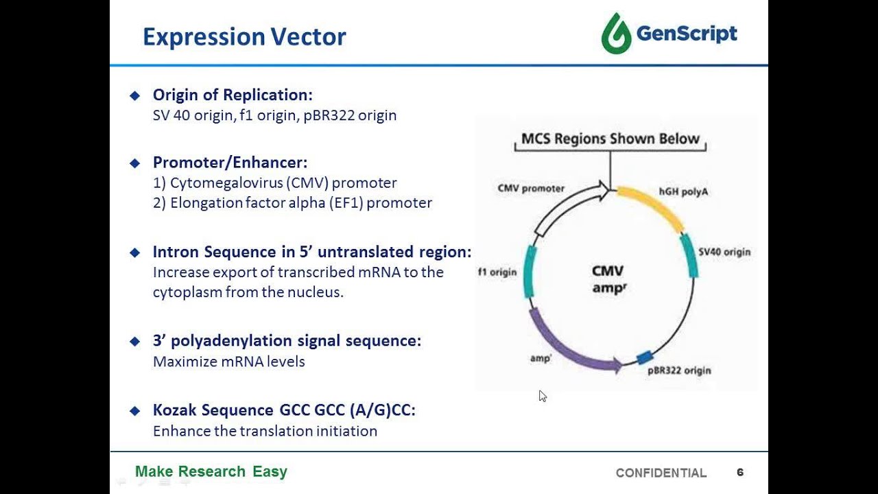Stable cell line development for large scale antibody and protein ...