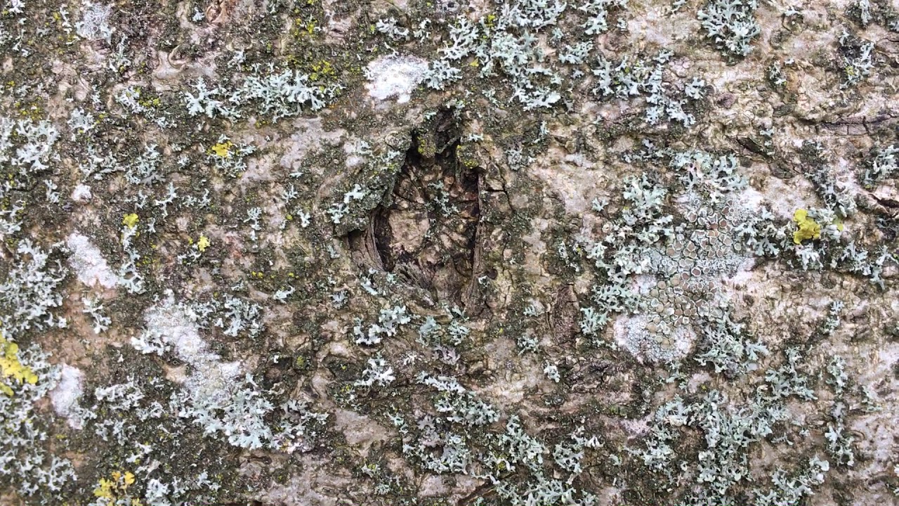 Manna Ash - bark close up - August 2019 - YouTube
