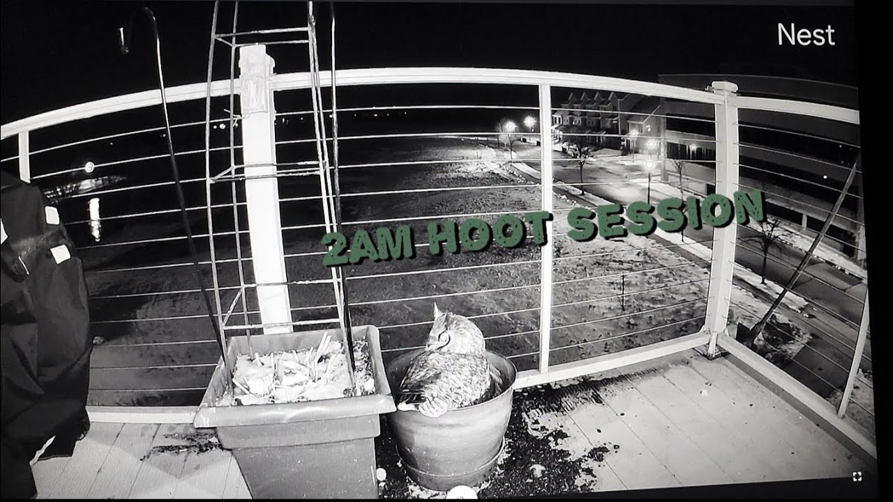 2am Hoot session after last nights live stream - YouTube