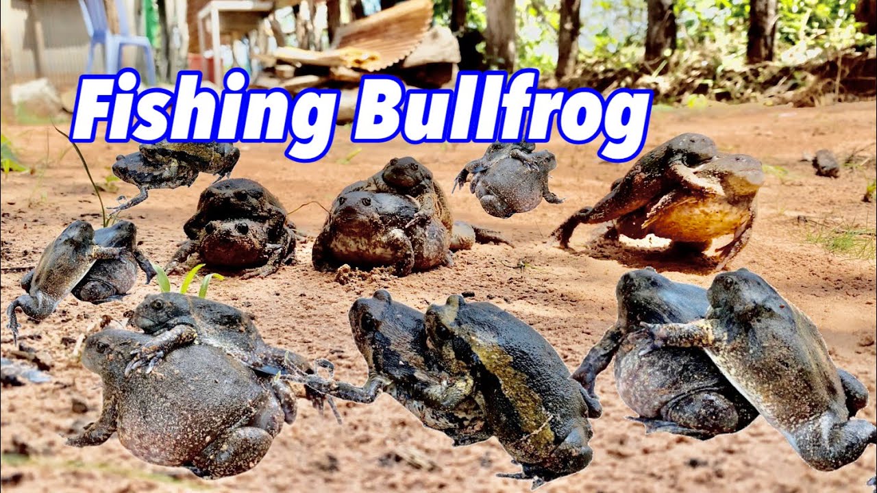 Fishing Bullfrog Fertilization in the water at work place. - YouTube
