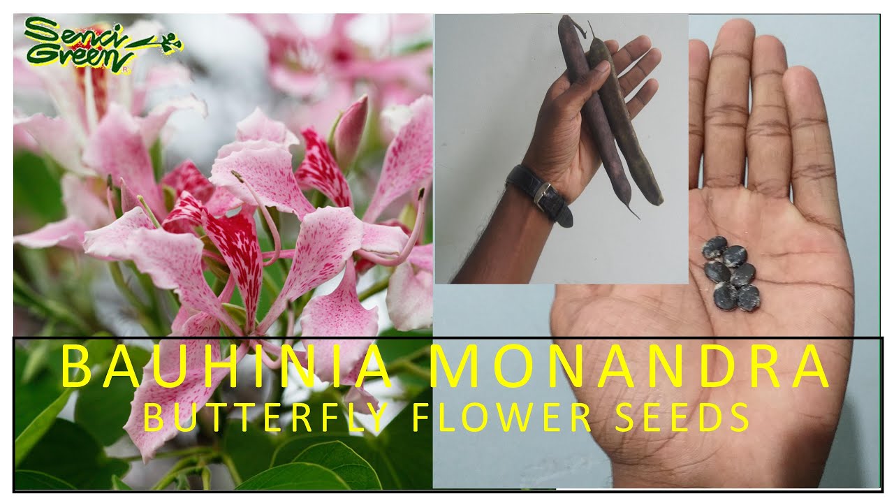 Do you know about Bauhinia monandra? Butterfly Flower seeds, Rare ...