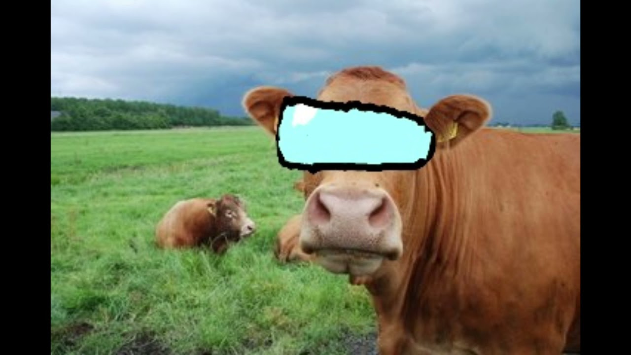 when the cow is sus - YouTube