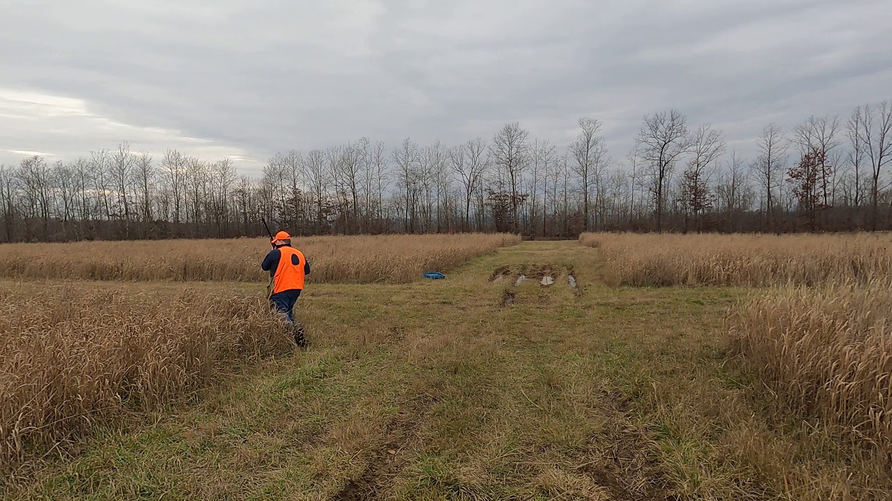 Colin kicking up a hen at Warriors Mark Wingshooting - YouTube