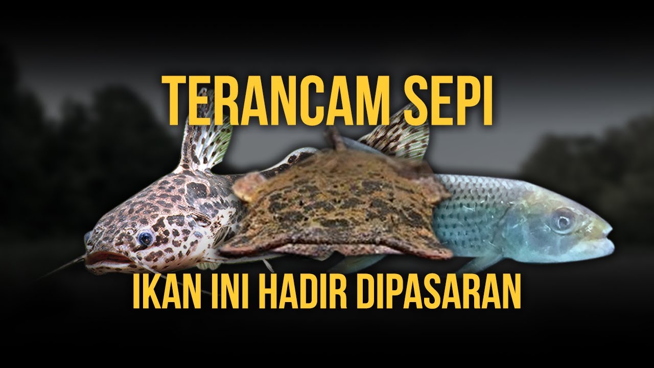 GAK ADA TREN IKAN BARU, INI YANG HARUS HADIR DIPASARAN - YouTube