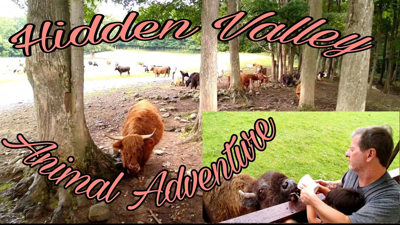 Animal Adventure at Hidden Valley New York -Part 1 - YouTube