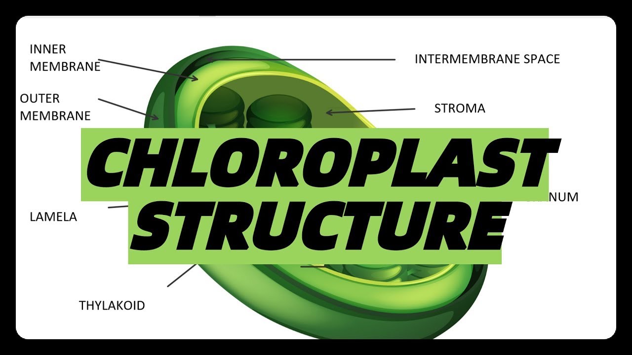 CHLOROPLAST STRUCTURE AND FUNCTION easy explanation stroma thylakoid ...