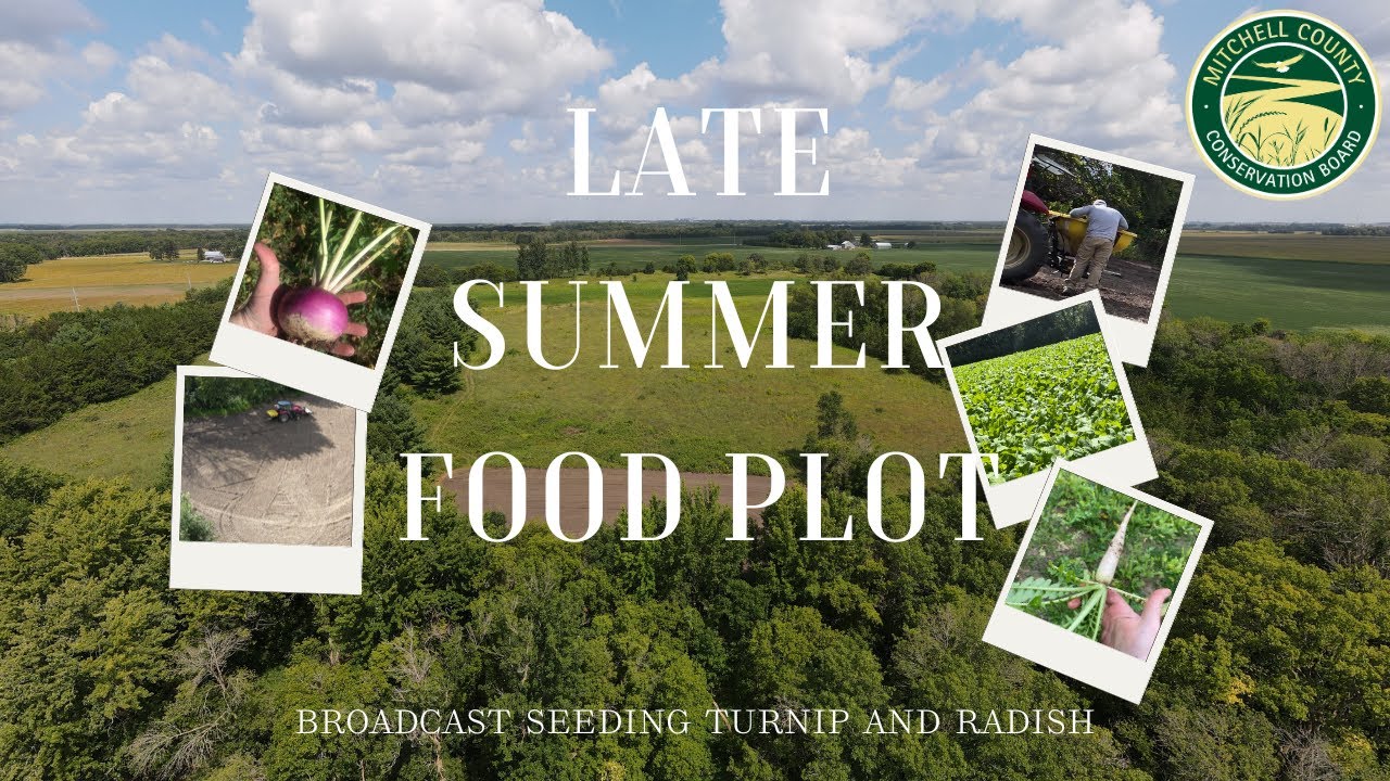 Deer Magnet: Planting Late Summer Food Plots for the Win! - YouTube