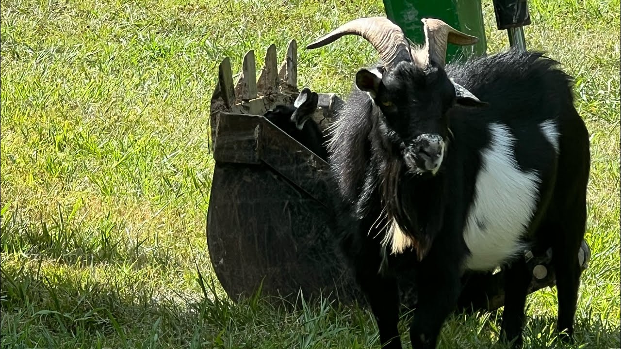 The great goat escape is over ! - YouTube